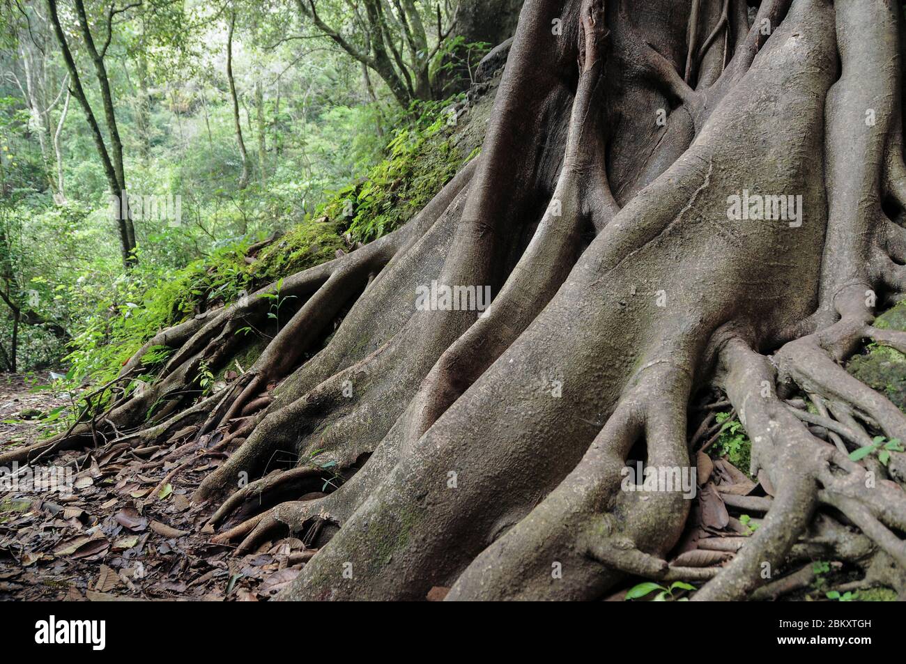 Roots of the Amate tree, Mexico Stock Photo - Alamy