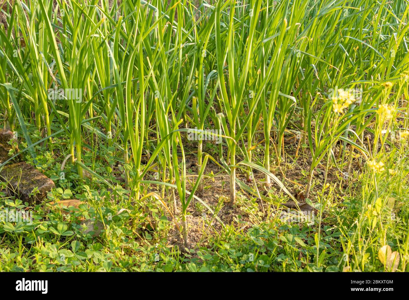 Close up spring onion roots hi-res stock photography and images - Alamy