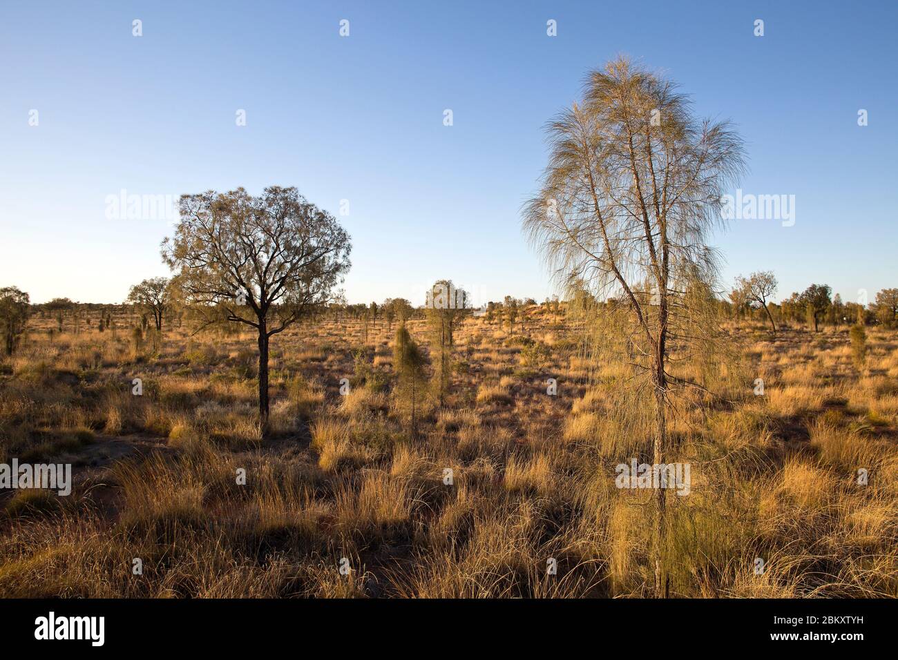 Desert oak trees, Northern Territory, Australia Stock Photo - Alamy