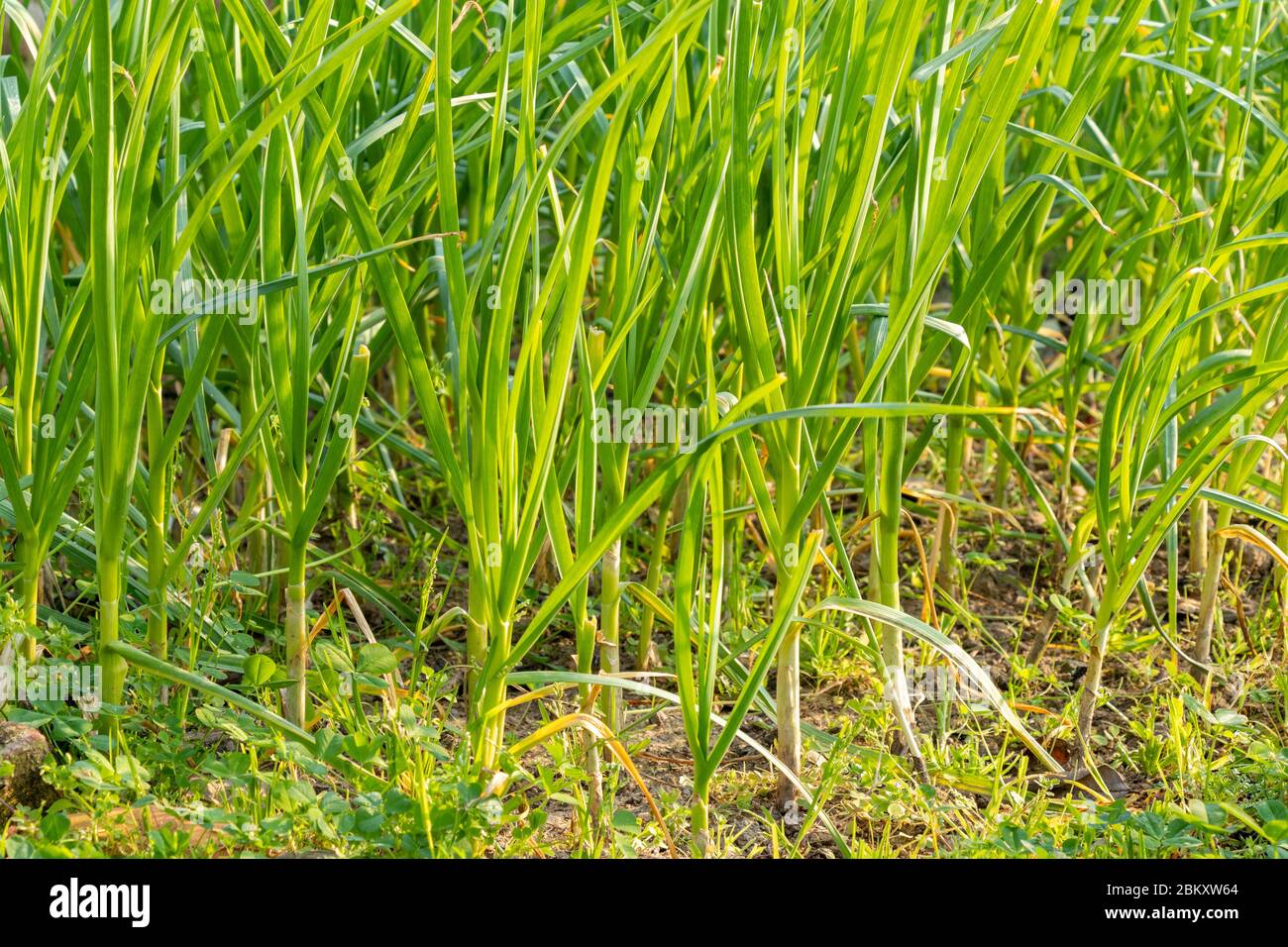 Onion sprouts in early spring at the kitchen garden Stock Photo - Alamy