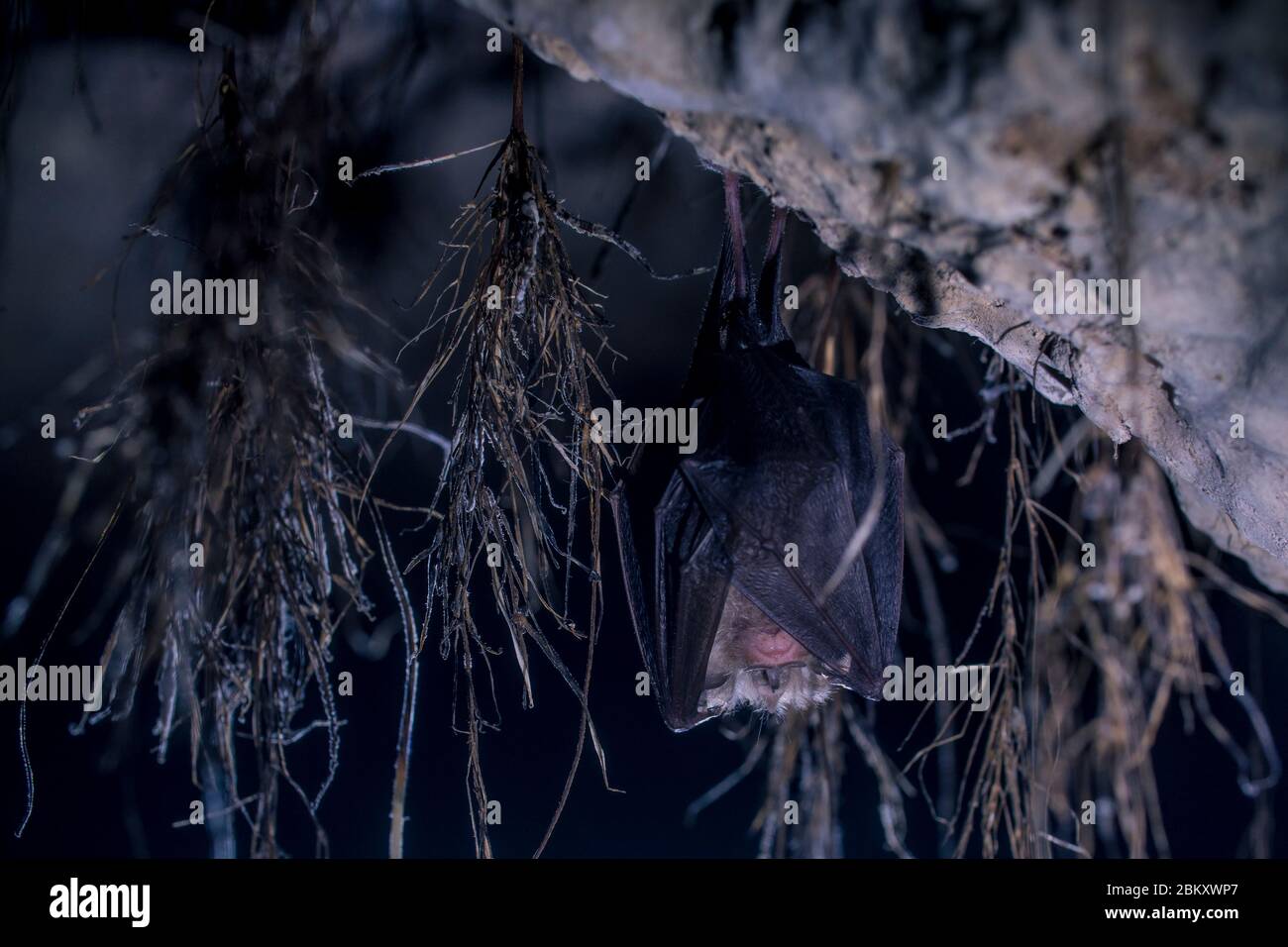 Close up small lesser horseshoe bat covered by wings, hanging upside ...