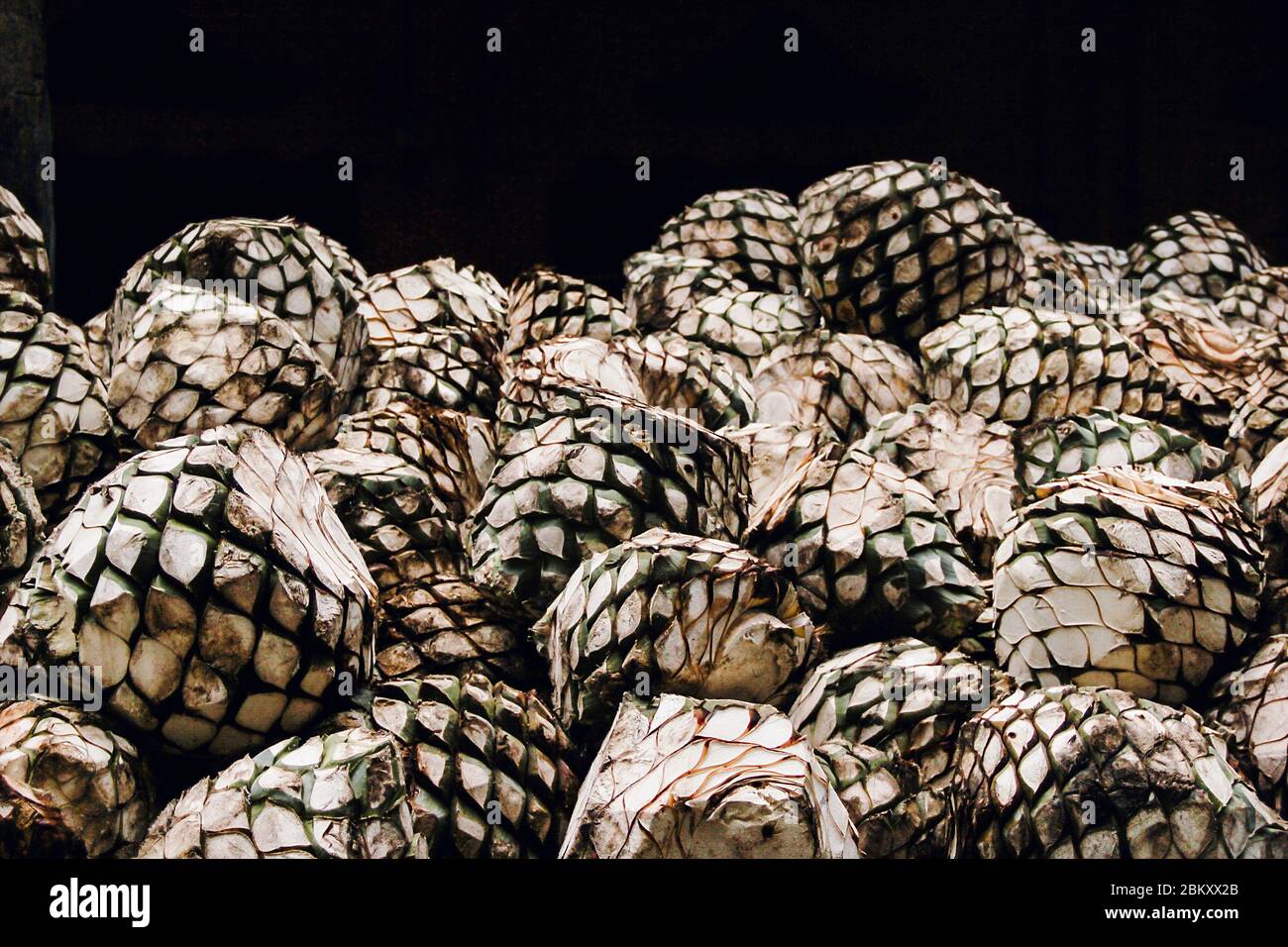 Tequila Agave in distillery waiting for processing, tequila factory ...