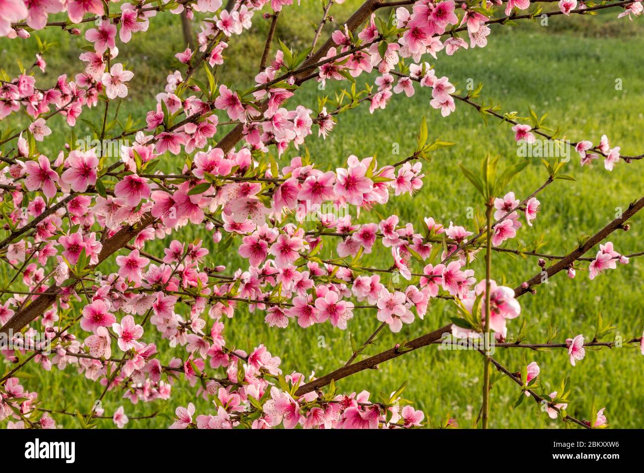 Spring summer autumn winter hi-res stock photography and images - Alamy