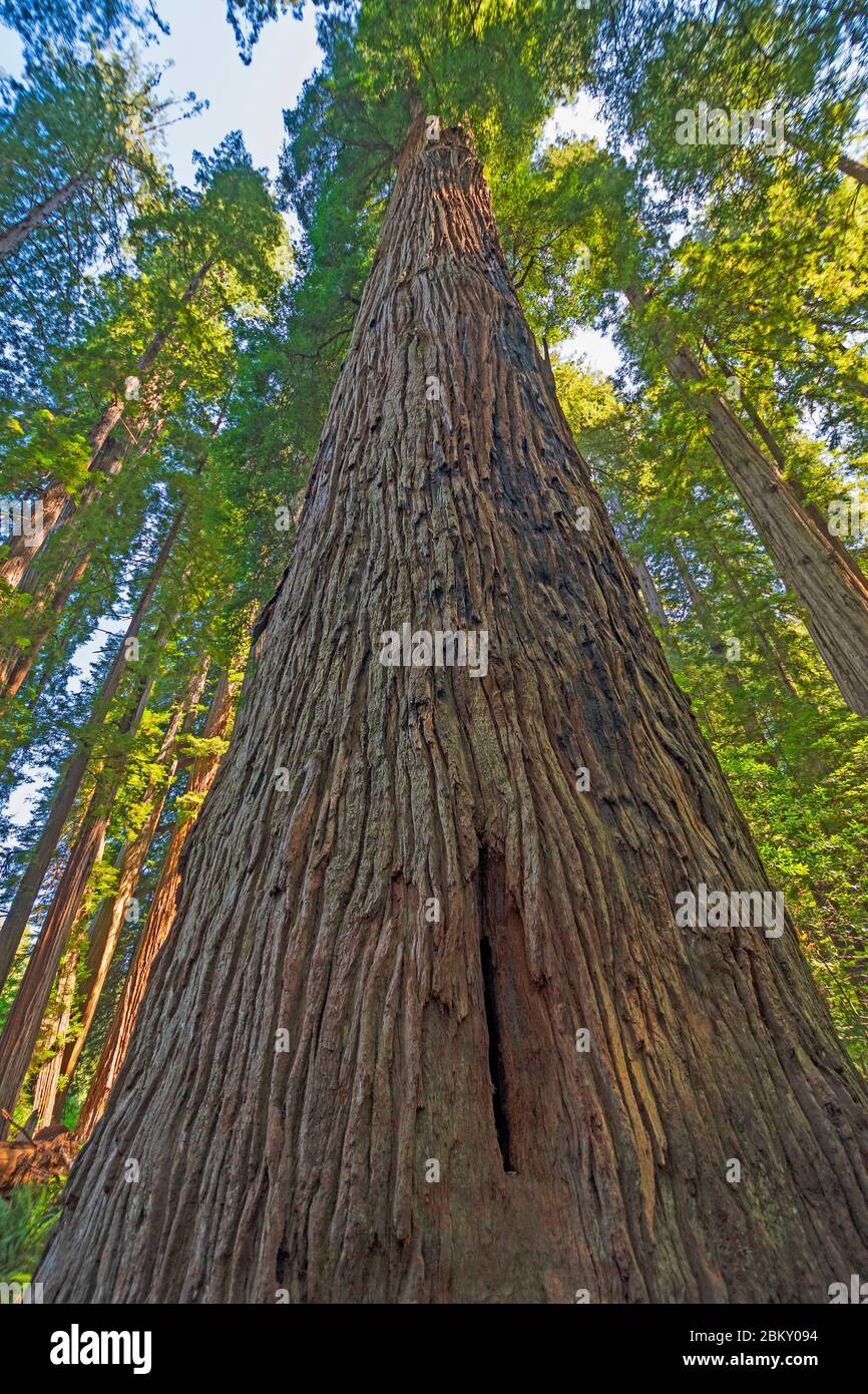 Looking up the Trunk of a Coastal Redwood in the Stout Grove in the ...