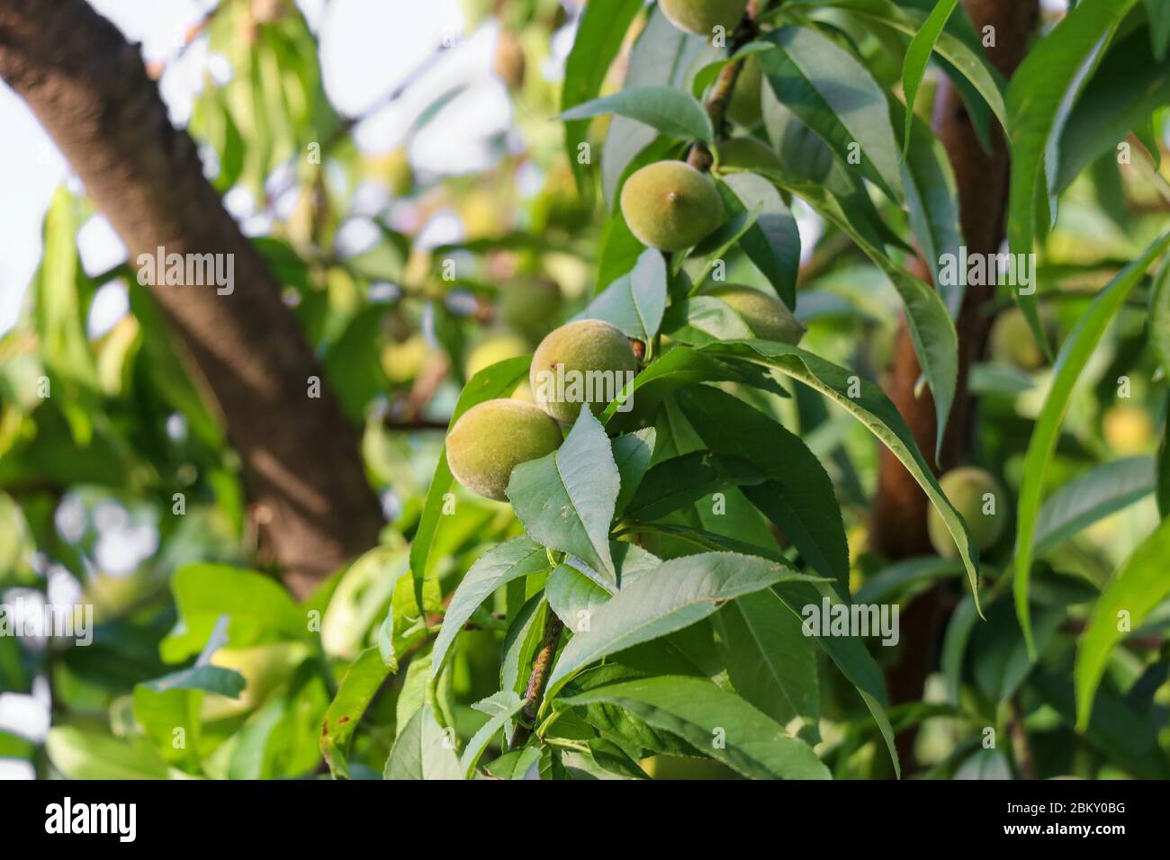 Peach harvest hi-res stock photography and images - Alamy