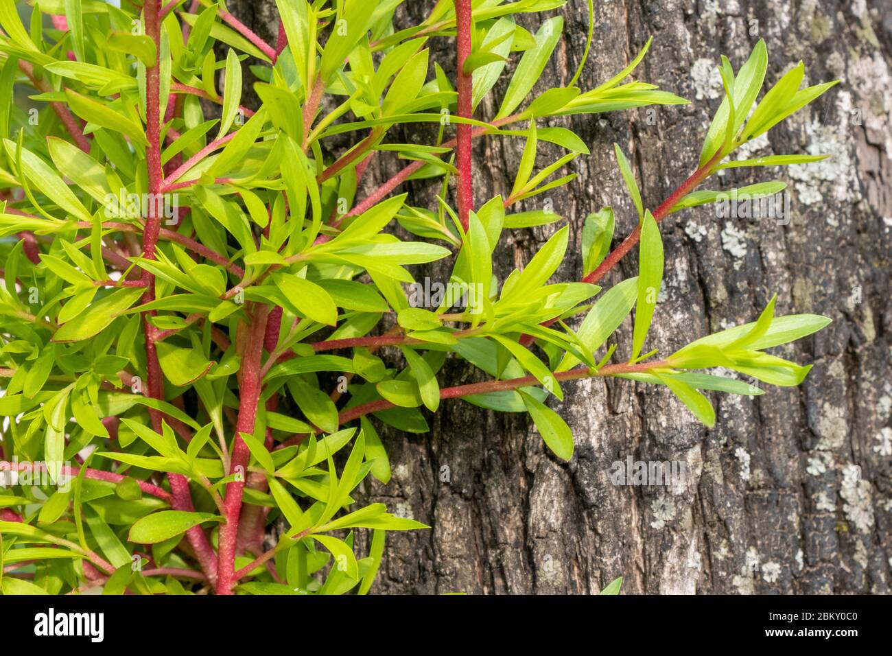 Pruned branch of a tree growing fresh new leaves, tree and plant care ...