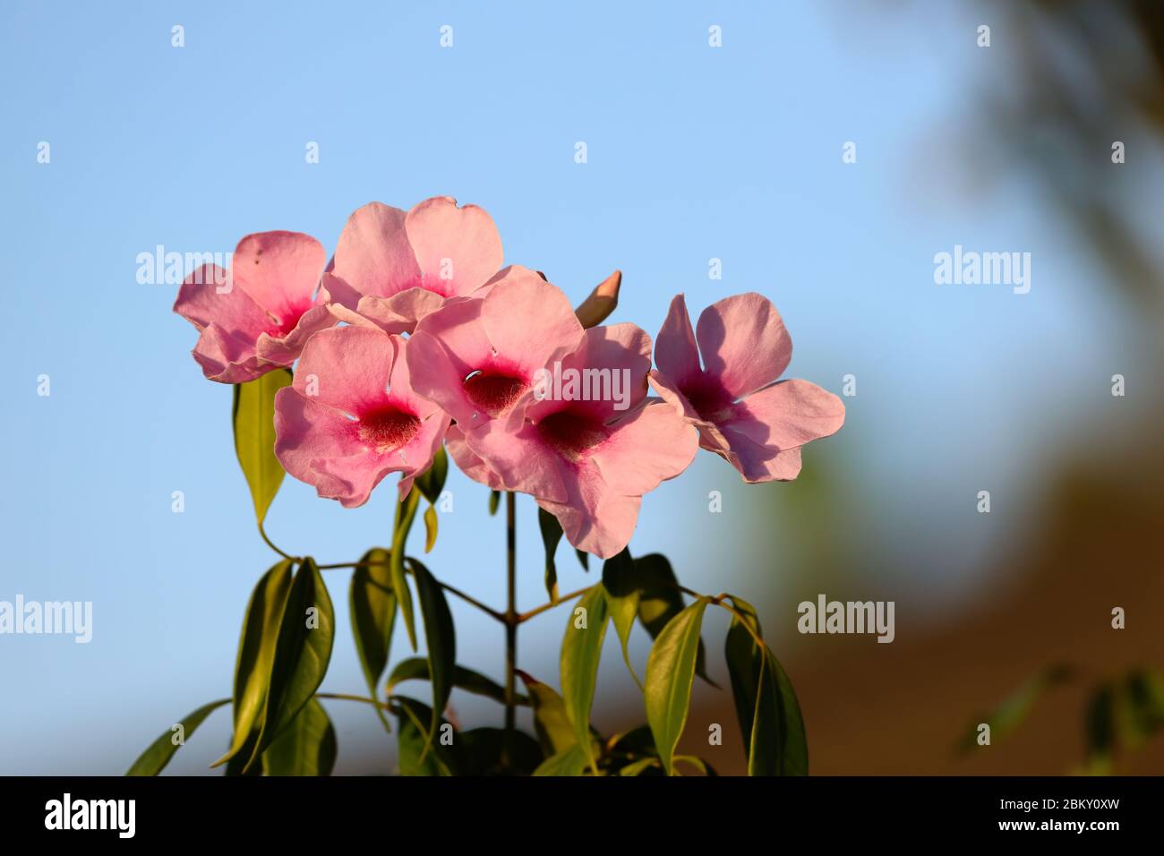Nature: Pink flowers on a bush in the gardens outside, shot in vivid ...