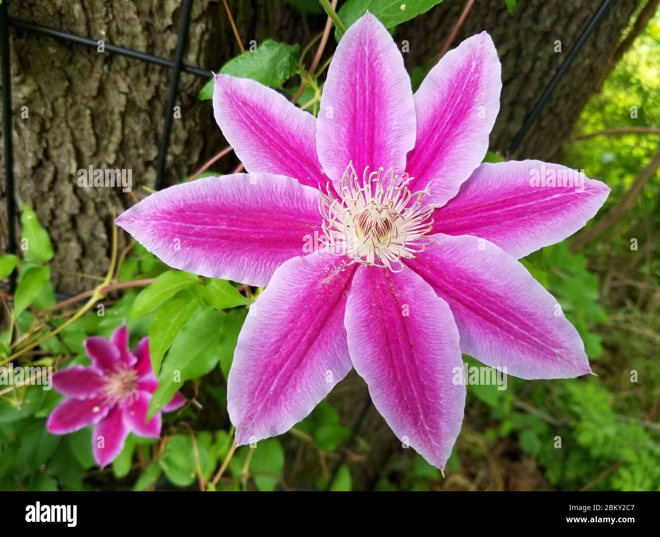 Clematis florida hi-res stock photography and images - Alamy
