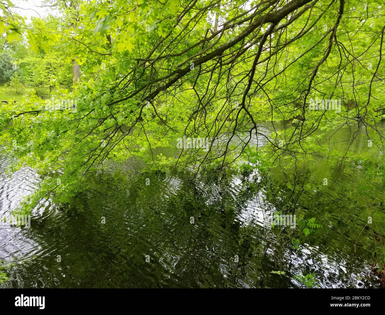 Beautiful view of a green maple tree touching the surface of a lake ...