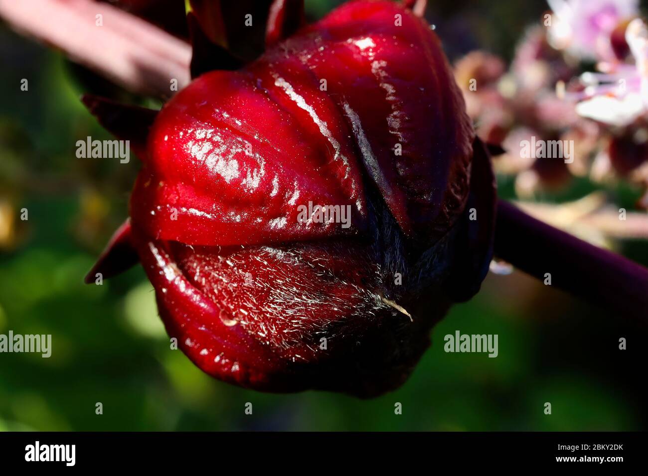 Nature: Strange red seed pod breaking open to bloom into a fantastic ...