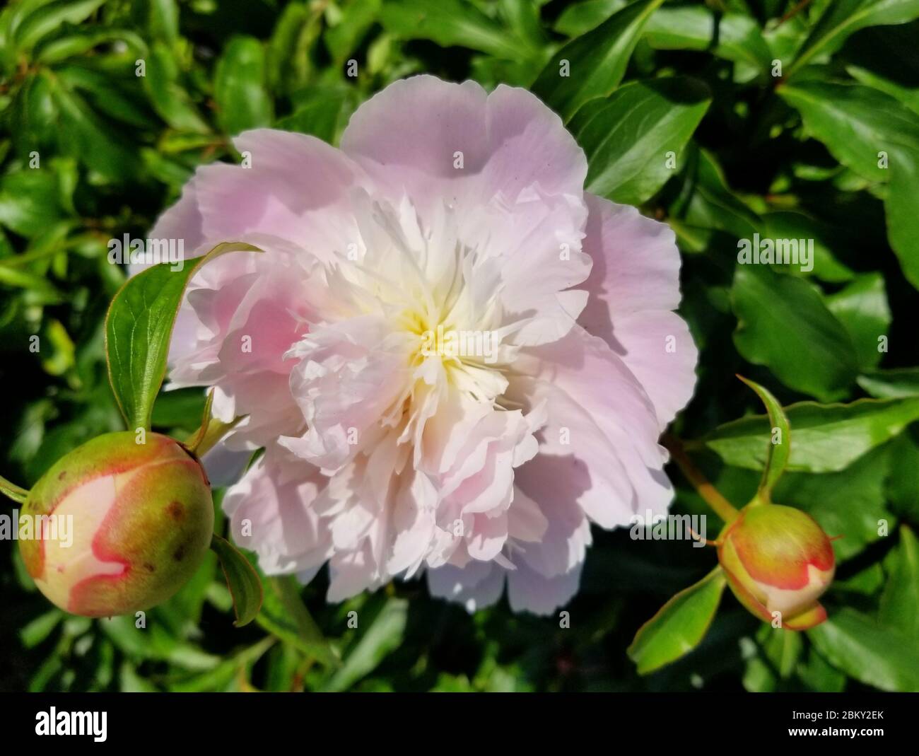 Alertie High Resolution Stock Photography and Images - Alamy