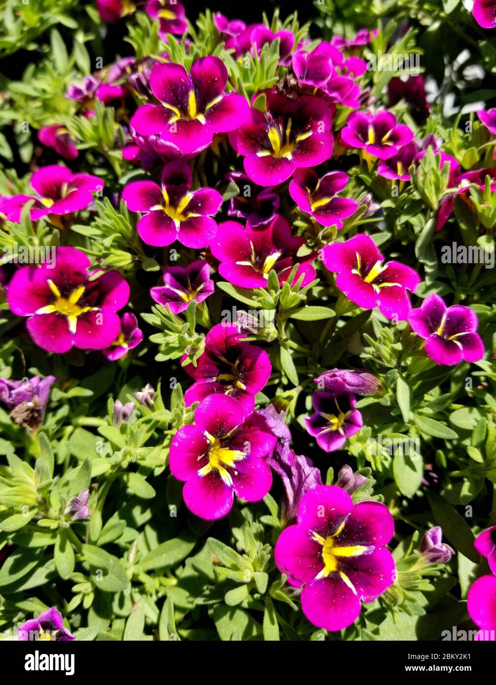 Bright purple Calibrachoa annual flowers at full bloom Stock Photo - Alamy