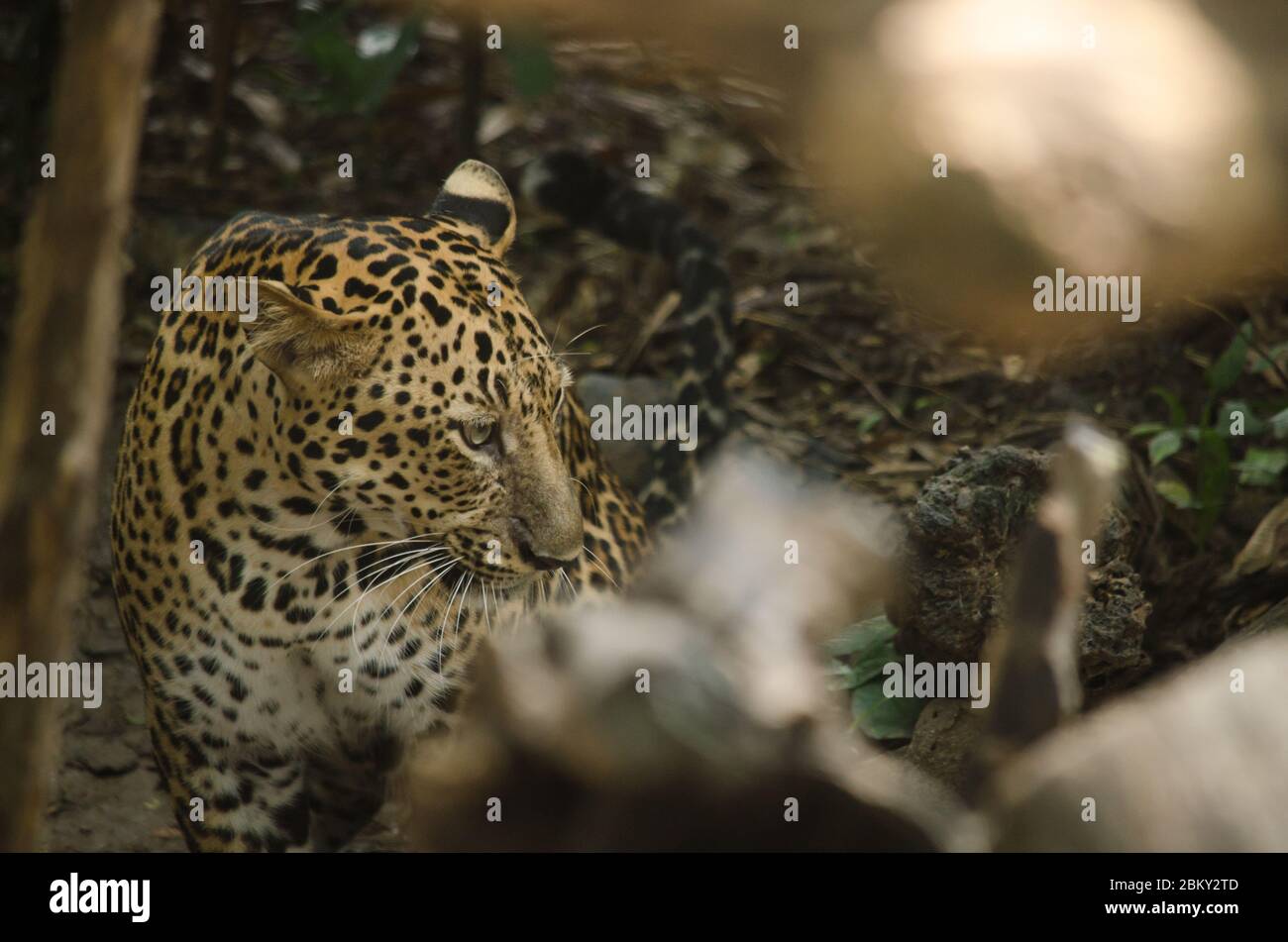 one of the five big cats in the genus Panthera. It is a member of the ...