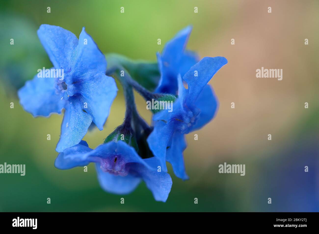 Nature: Bright blue flower shot in vivid colors outside at the ...