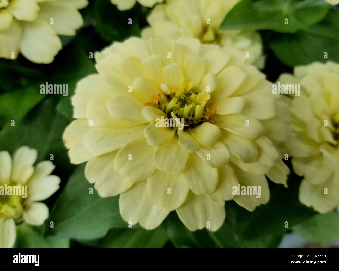 Beautiful peach color zinnia flower at full bloom Stock Photo - Alamy