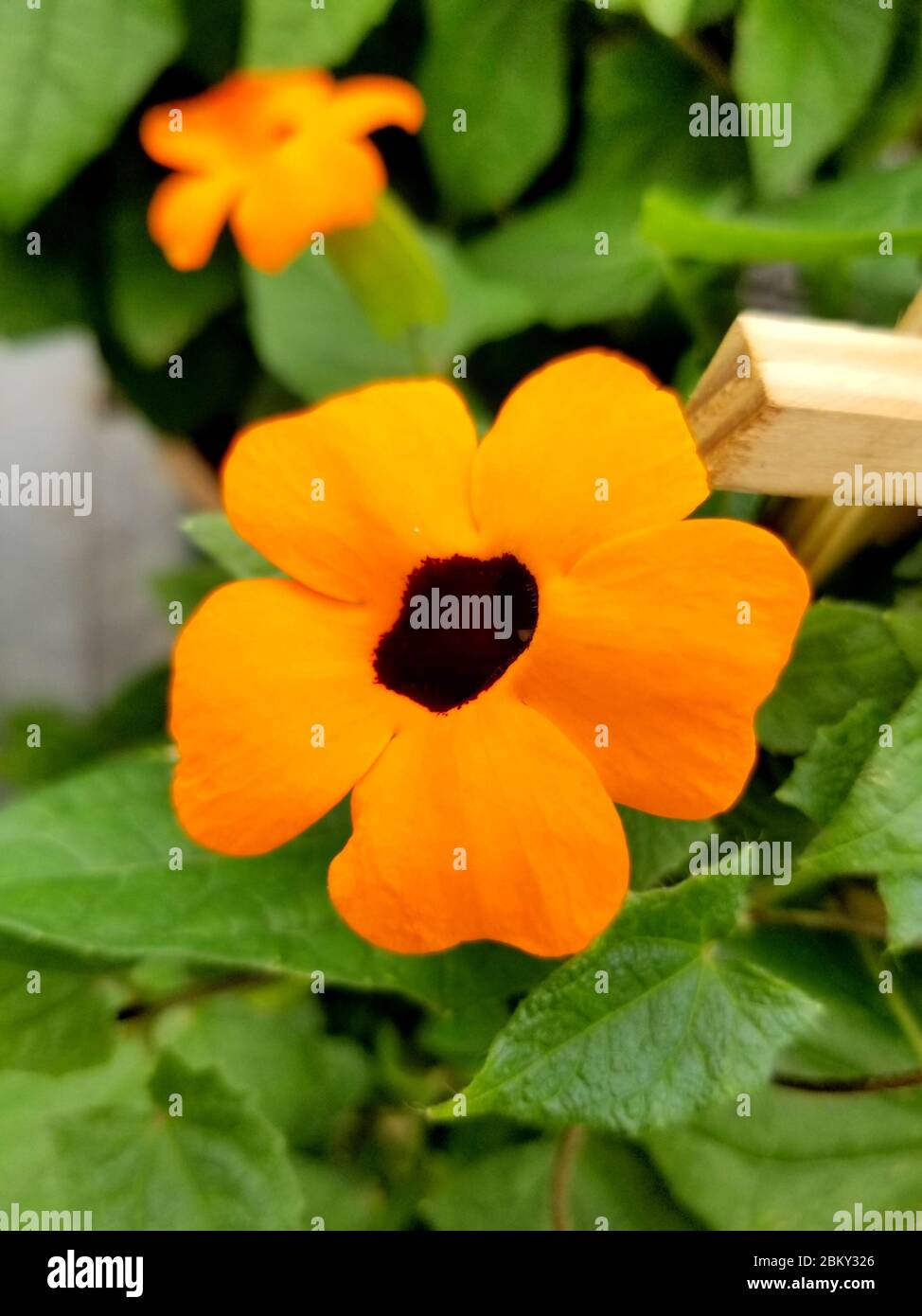 Orange wonder hi-res stock photography and images - Alamy