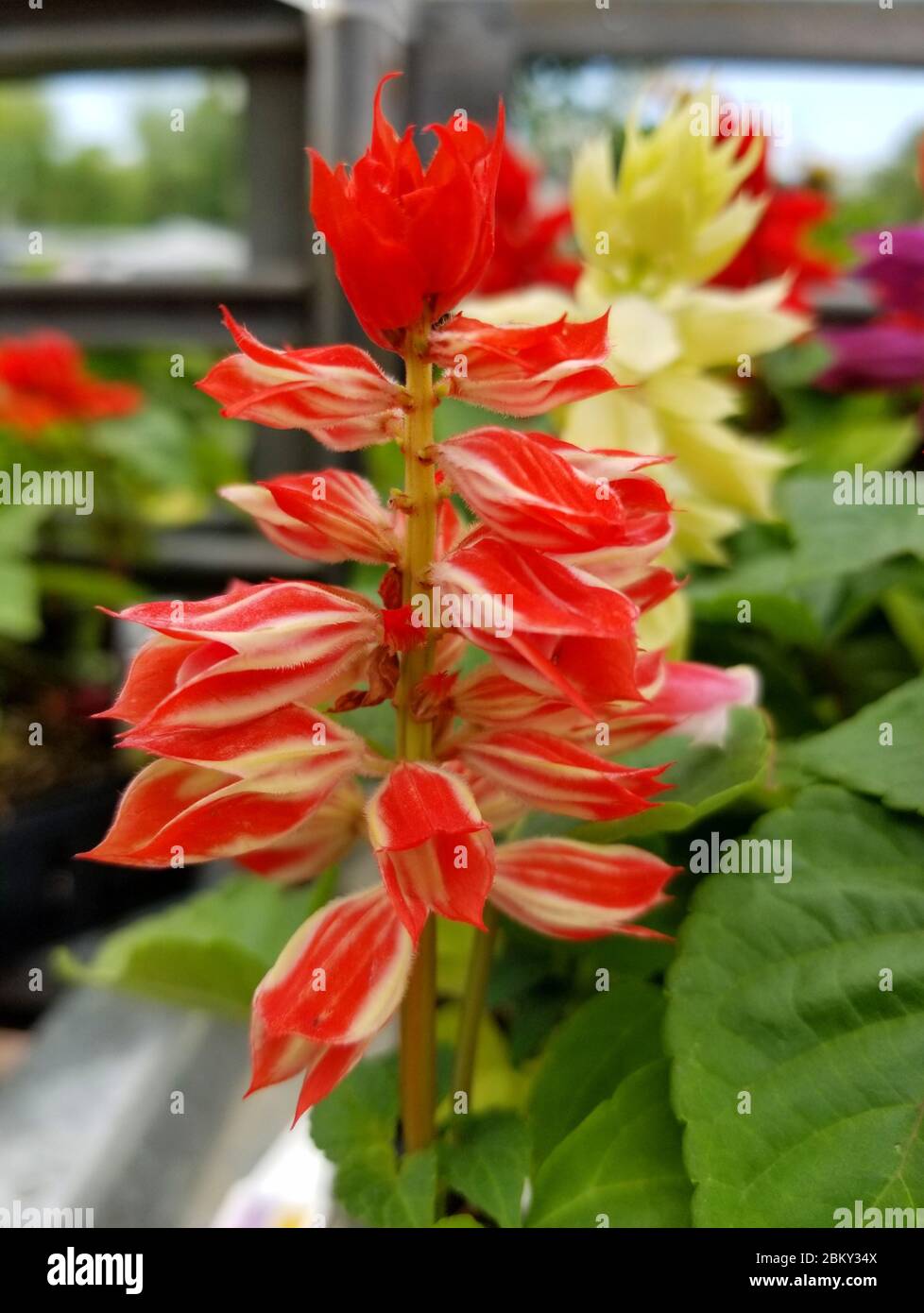 Beautiful cluster of Red Hot Sally Salvia flowers Stock Photo - Alamy