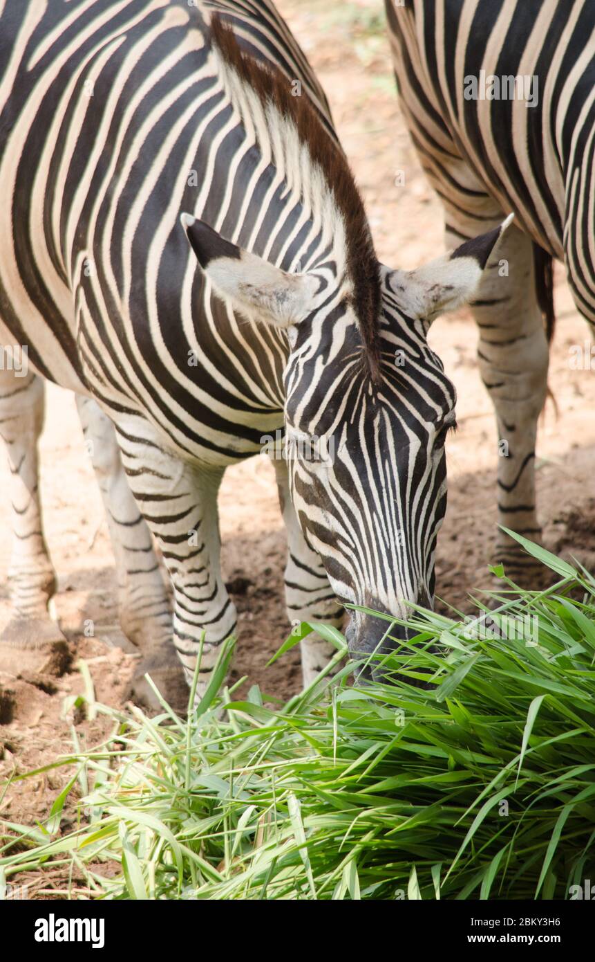 zebra eating grass Stock Photo - Alamy