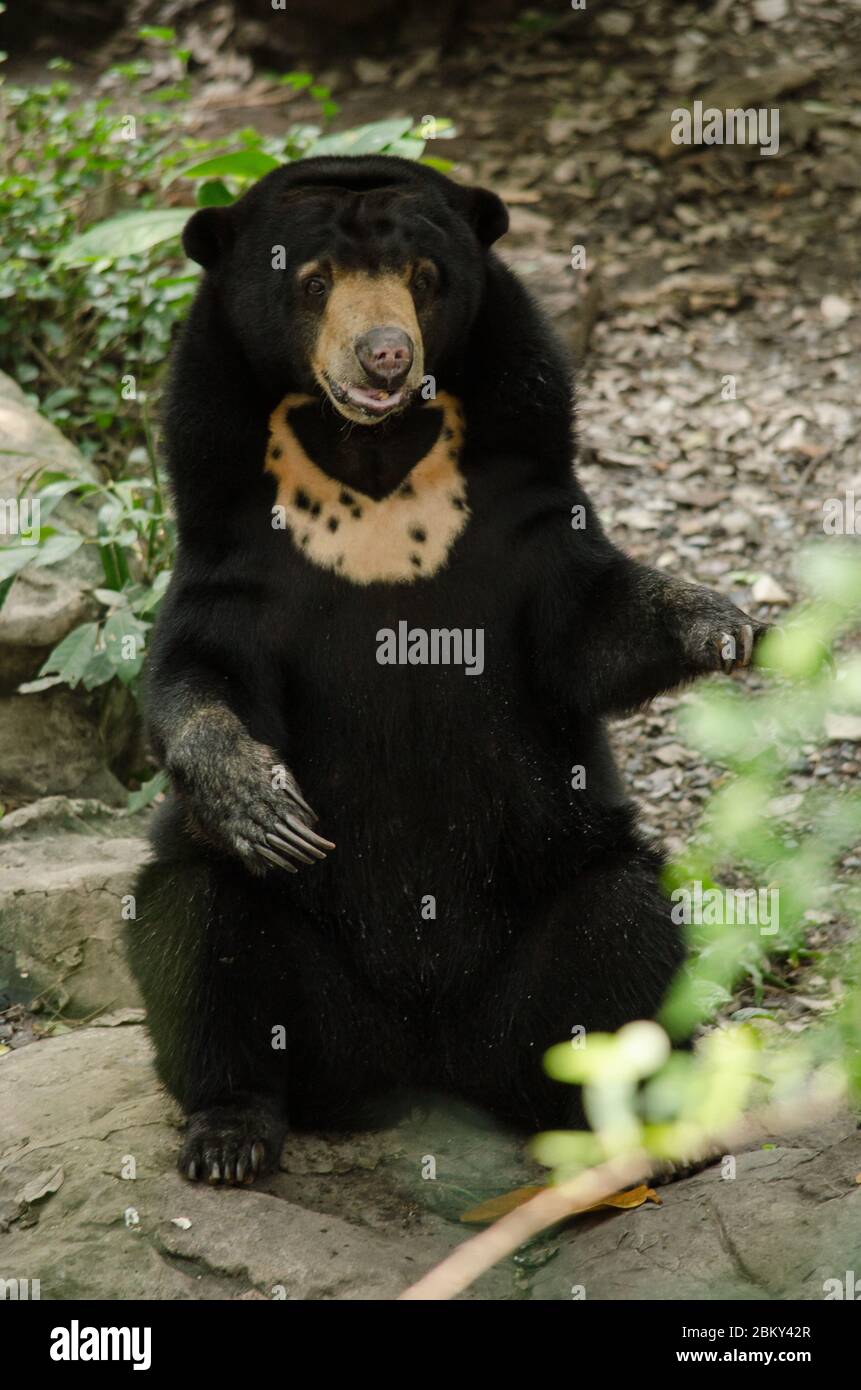 malayun sun bear is dangerous species in forest ,thailand and it have ...