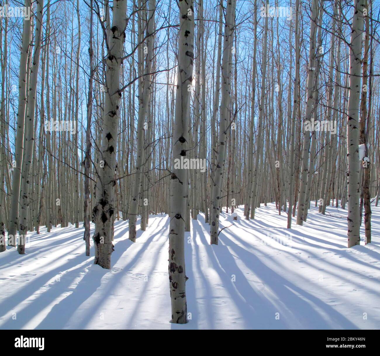 Aspen trees snow hi-res stock photography and images - Alamy