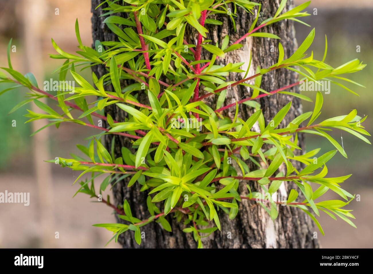 Pruned branch of a tree growing fresh new leaves, tree and plant care ...