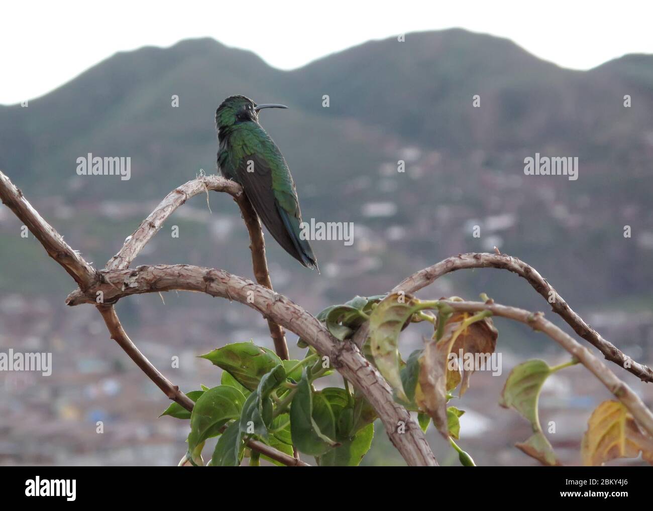 Hummingbird Cusco Peru Stock Photo - Alamy