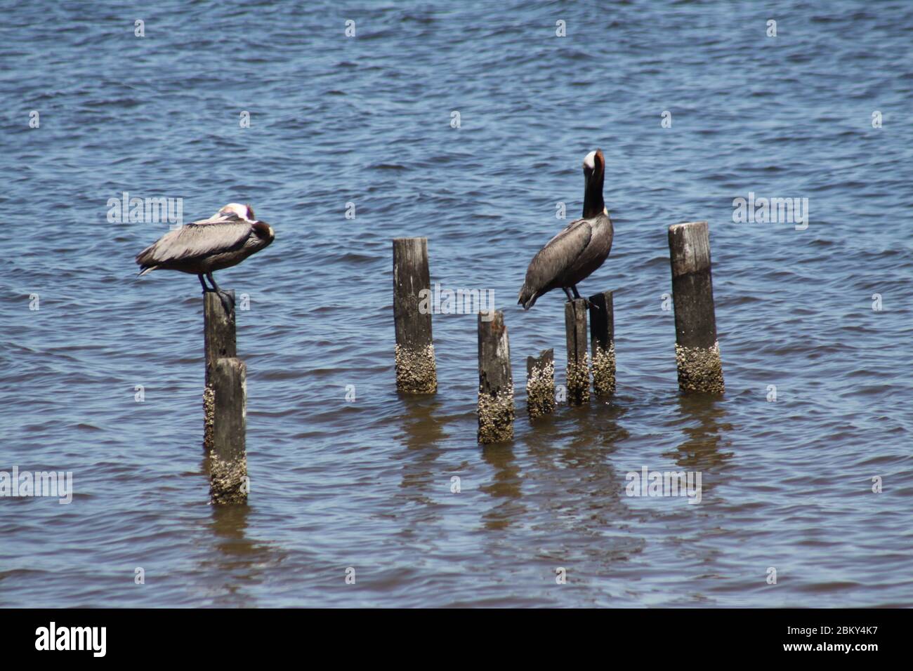 Pelicans on a perch Stock Photo - Alamy