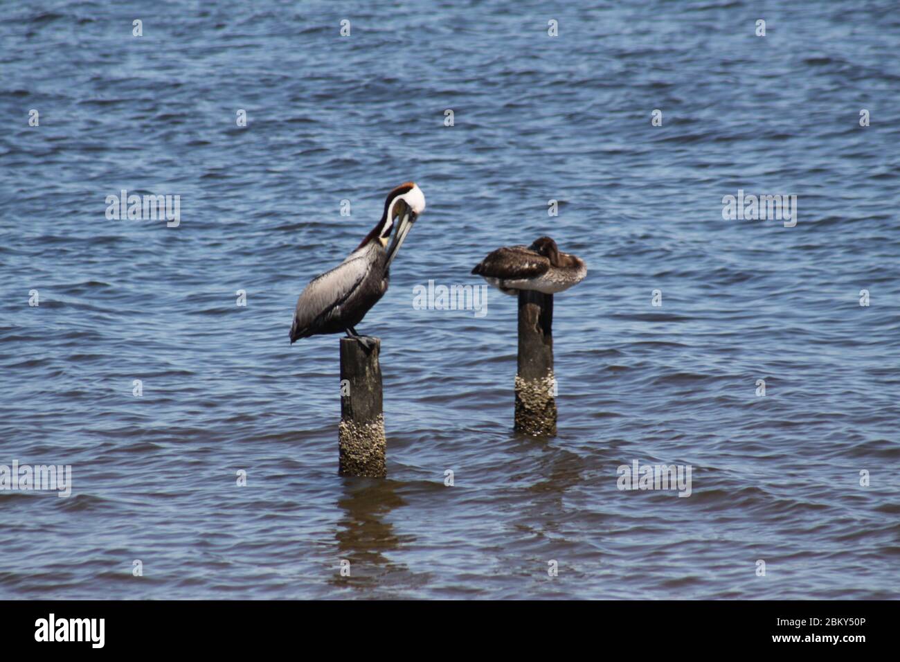Pelicans on perch hi-res stock photography and images - Alamy
