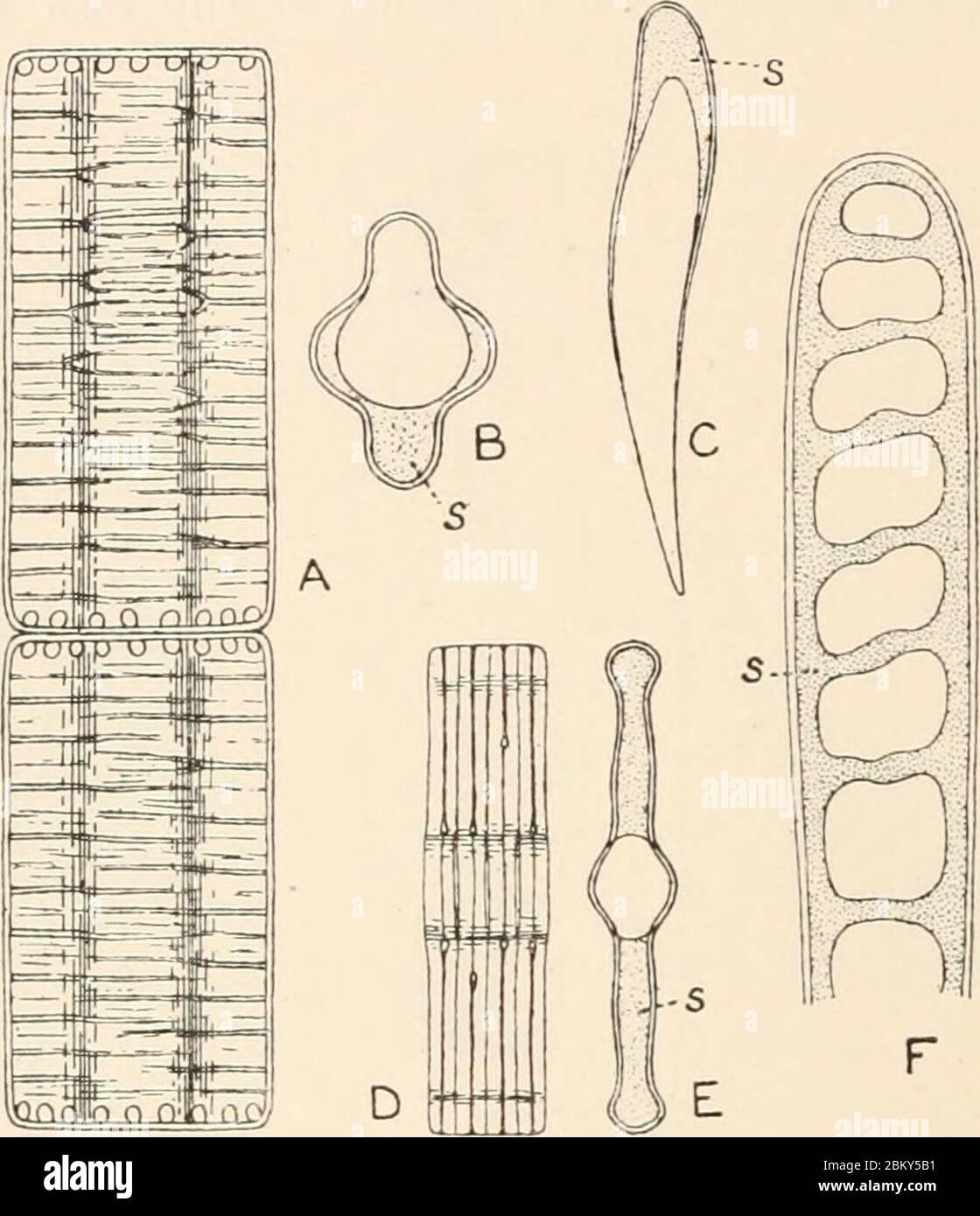 Chlorophyceae hi-res stock photography and images - Alamy