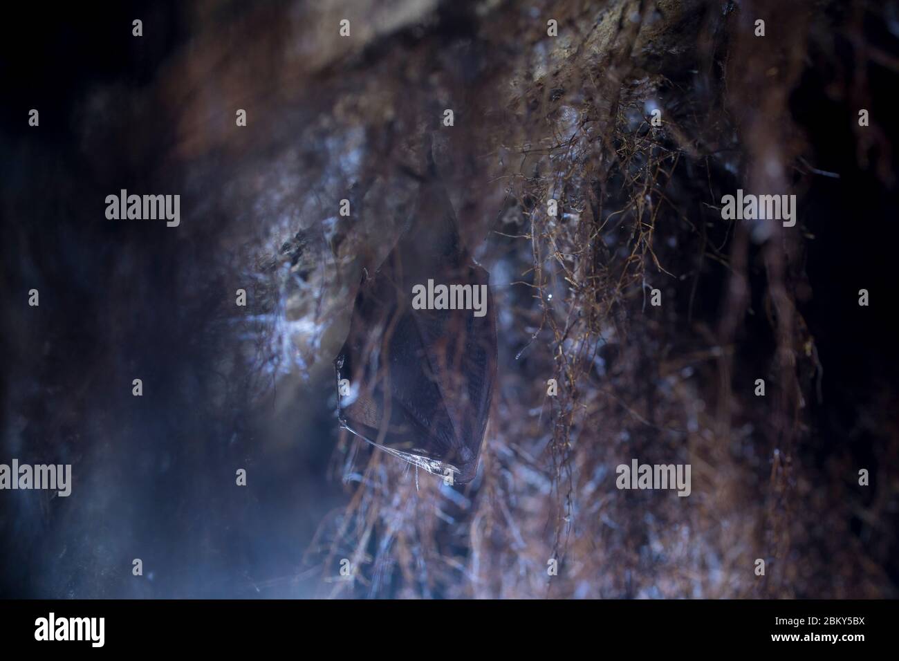Close up small lesser horseshoe bat covered by wings, hanging upside ...