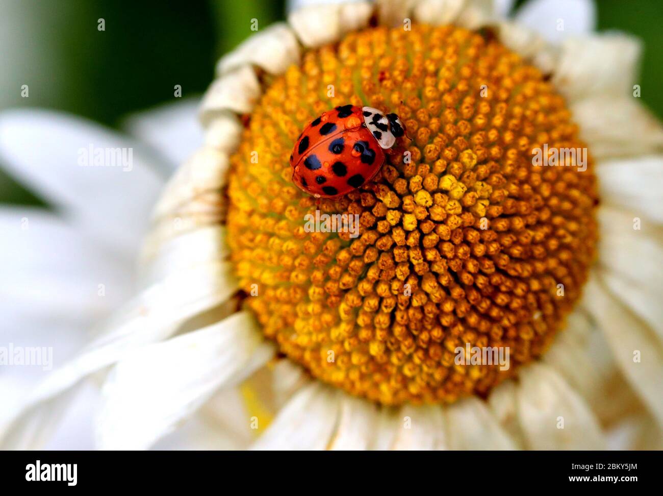 Suzhou, China. 05th May, 2020. The insects become active in the ...