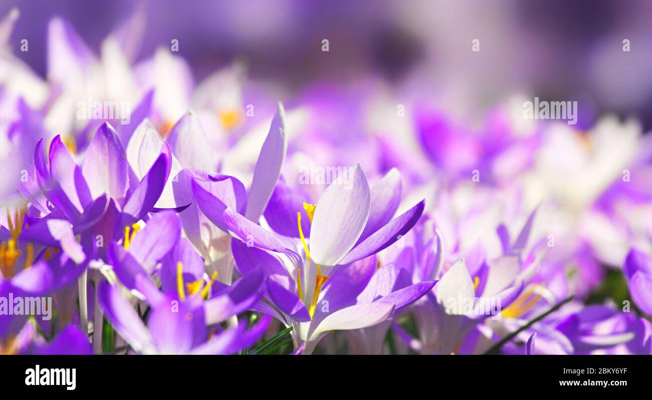 Beautiful crocuses growing through snow. First spring flowers Stock ...