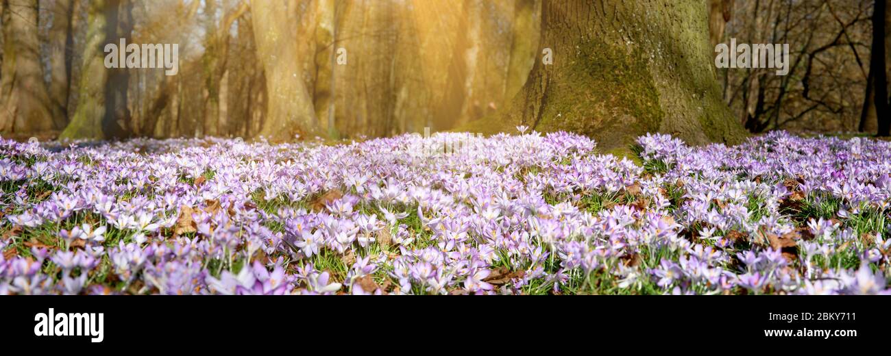 Beautiful crocuses growing through snow. First spring flowers Stock ...