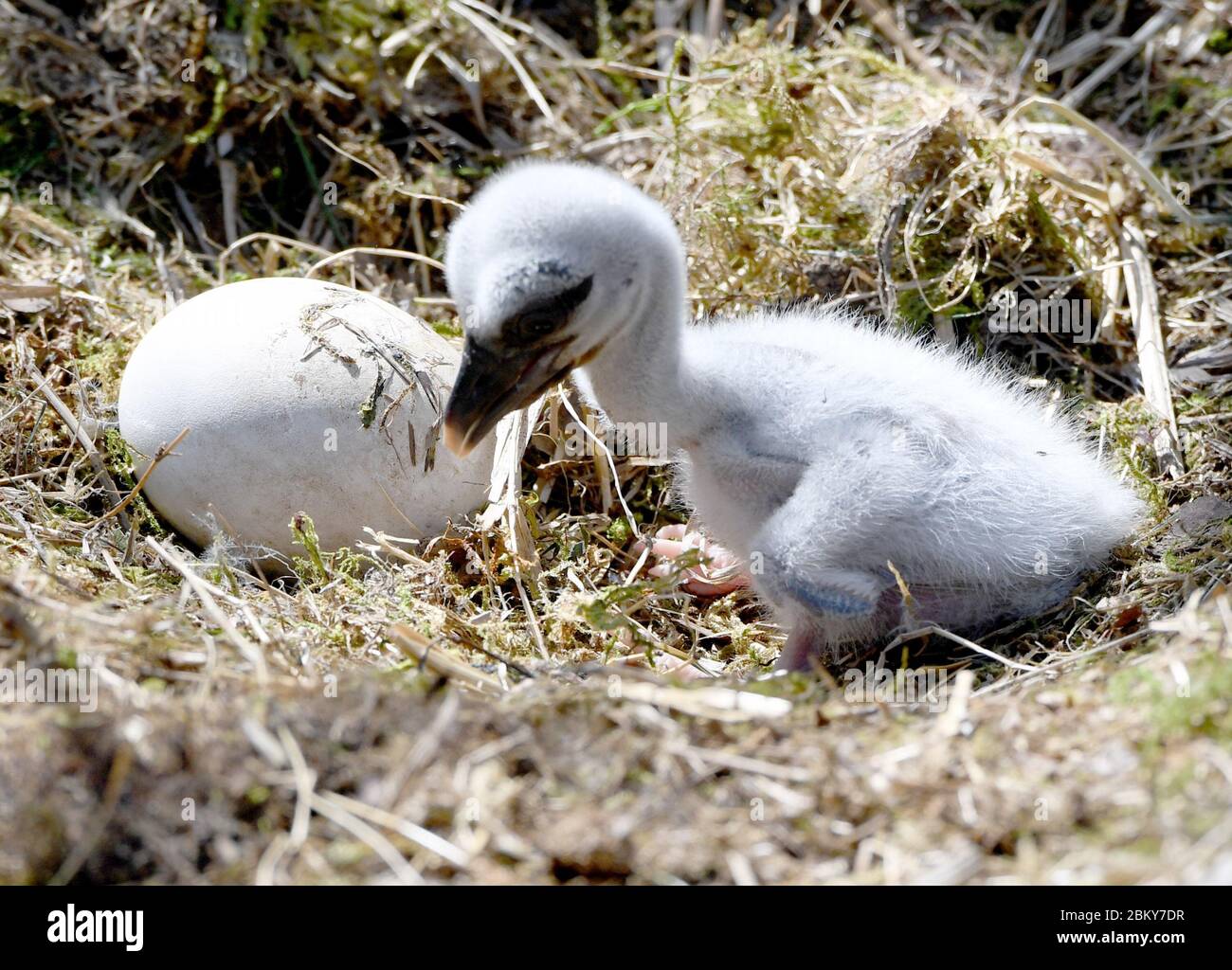 Birds just hatched hi-res stock photography and images - Alamy