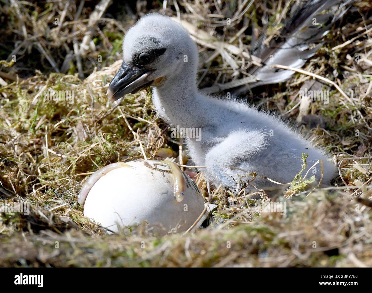 Birds just hatched hi-res stock photography and images - Alamy
