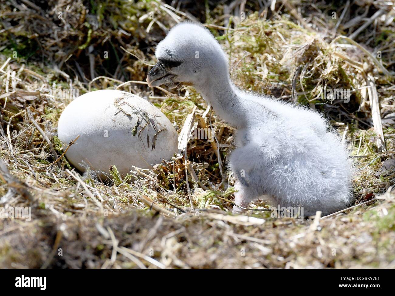 Grossenaspe, Germany. 05th May, 2020. A newly hatched stork chick sits ...
