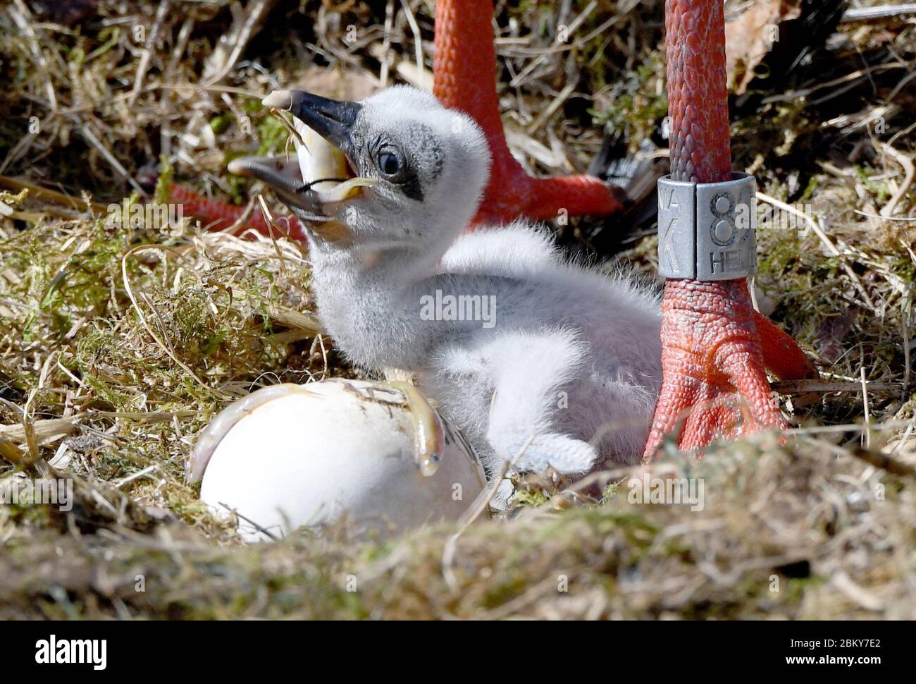 Grossenaspe, Germany. 05th May, 2020. A newly hatched stork chick sits ...