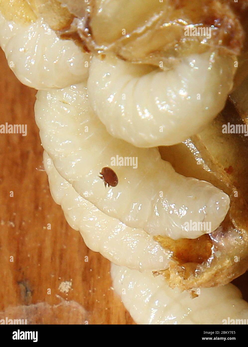 05 May 2020, Berlin: A Varroa mite sits in a honeycomb on a drone pupa ...