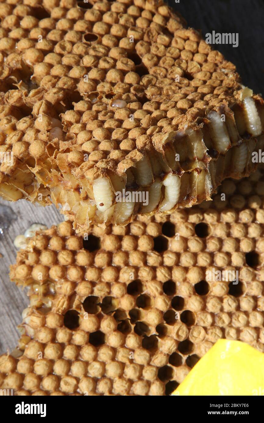 05 May 2020, Berlin: A Varroa mite sits in a honeycomb on a drone pupa ...