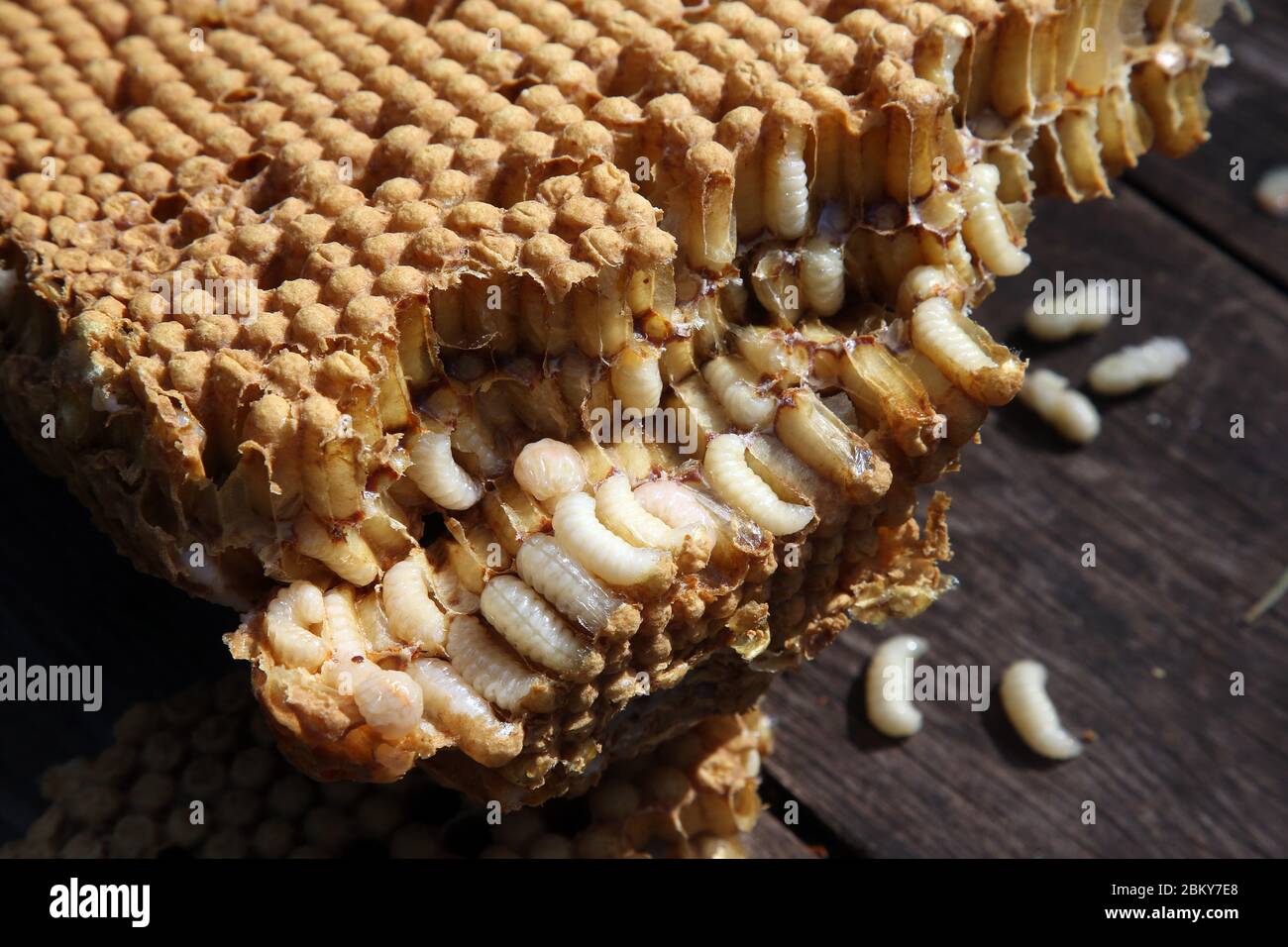 05 May 2020, Berlin: Varroa mites sit in a honeycomb on drone pupae ...
