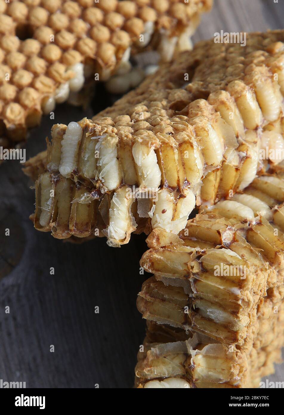 Bee Larvae Food