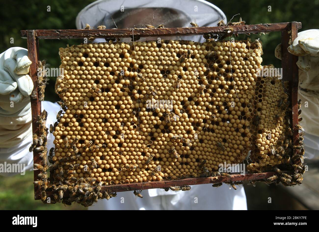 Varroa larvae hi-res stock photography and images - Alamy