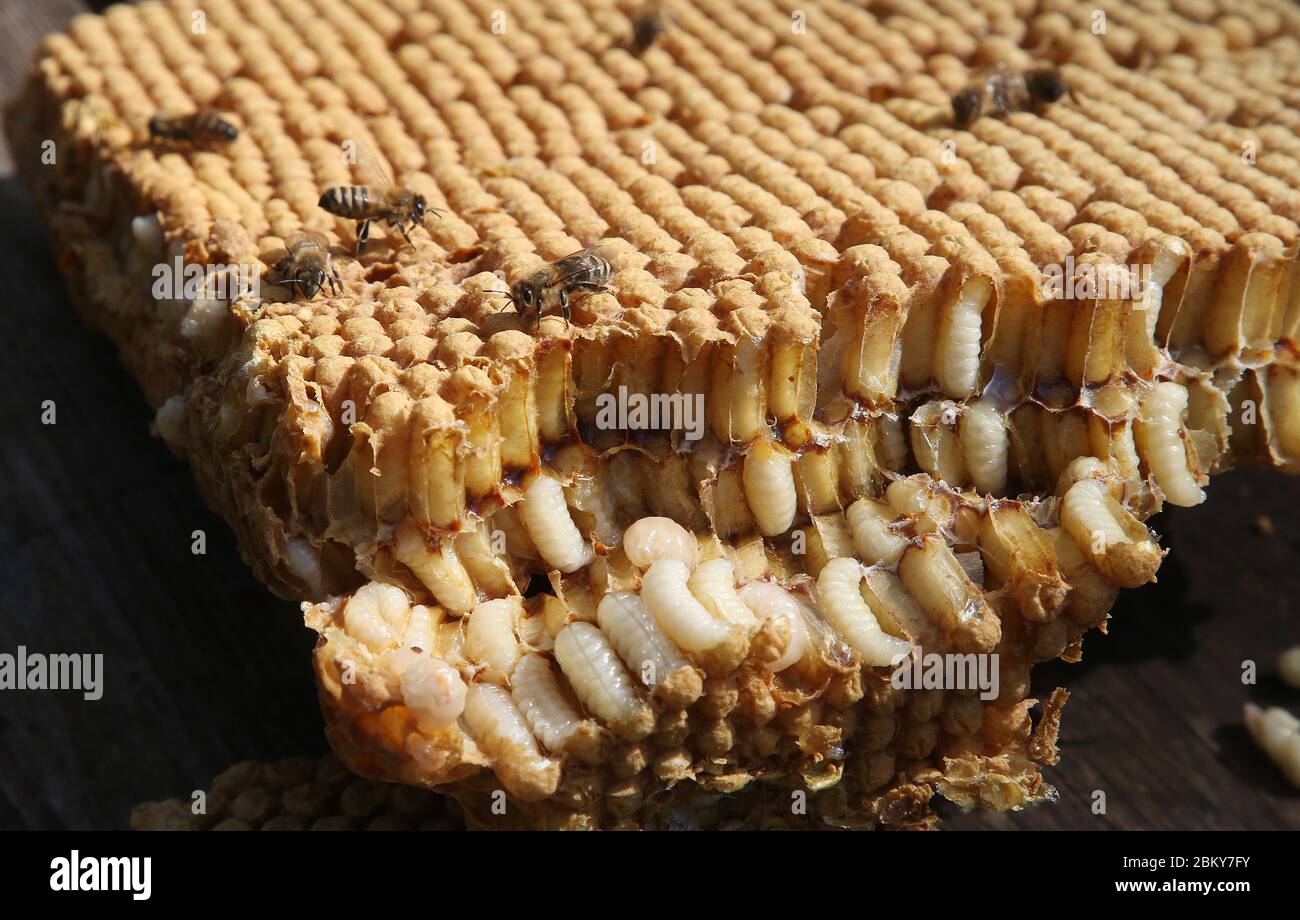 Bee Larvae Food