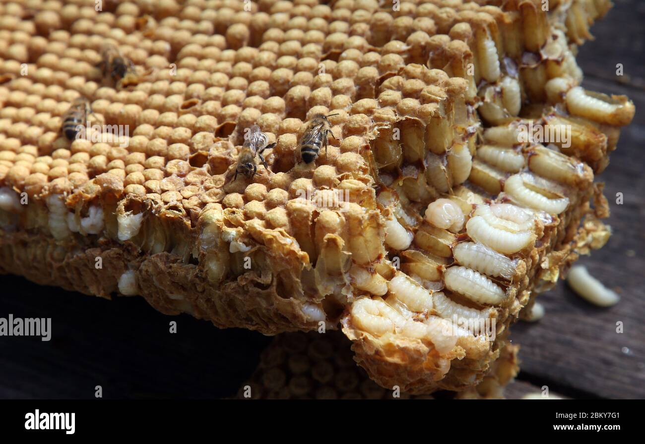 Varroa mite on honeycomb hi-res stock photography and images - Alamy