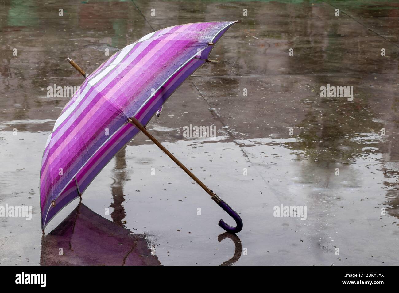 Open purple umbrella, lying outside in rain Stock Photo - Alamy