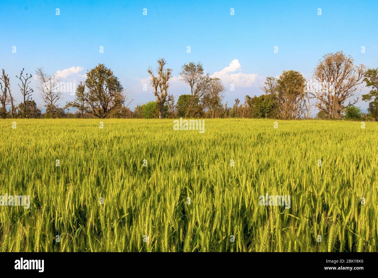 Green wheat field, beautiful green cereal field background Stock Photo ...