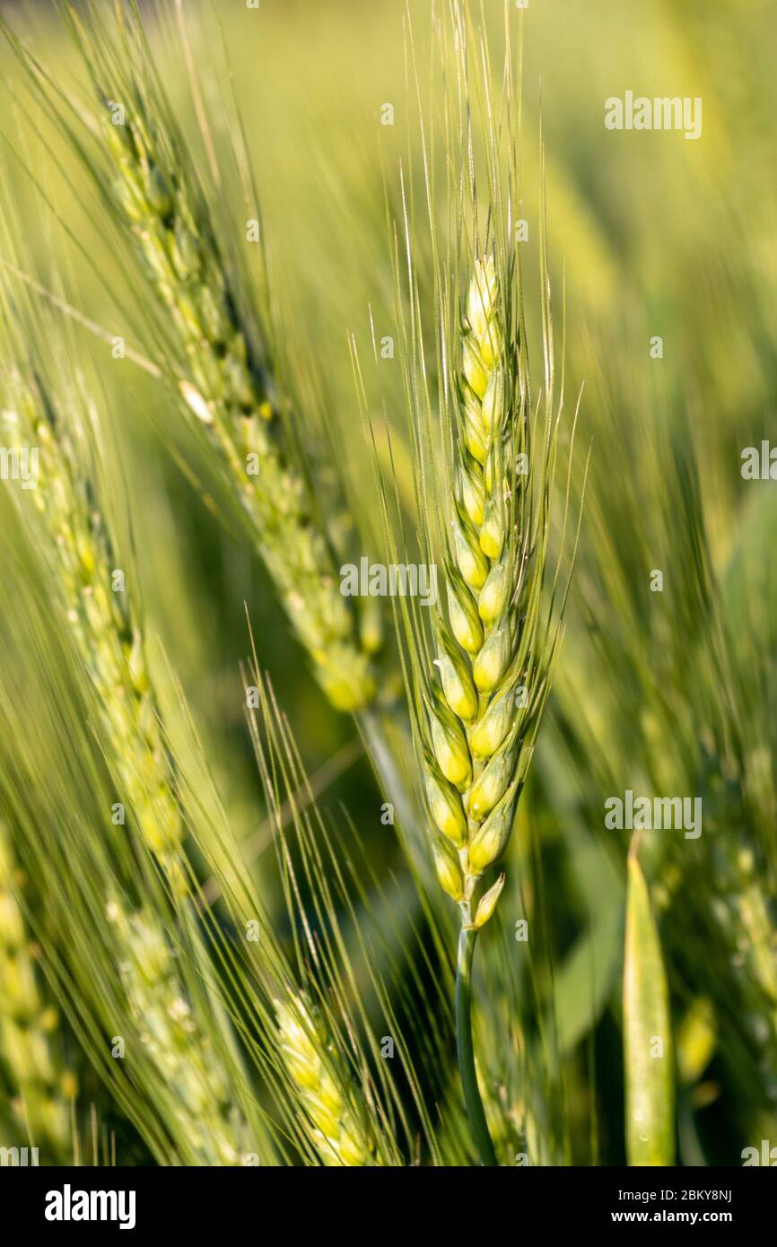 Wheat in spring hi-res stock photography and images - Alamy