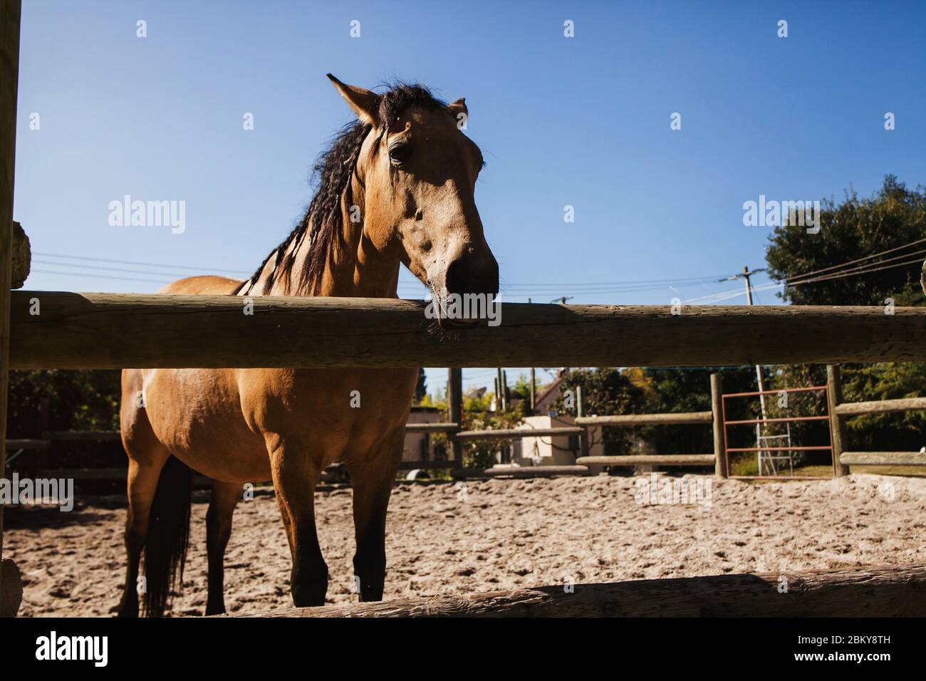 horse staying on stable with sky as background in Mexico city Stock ...
