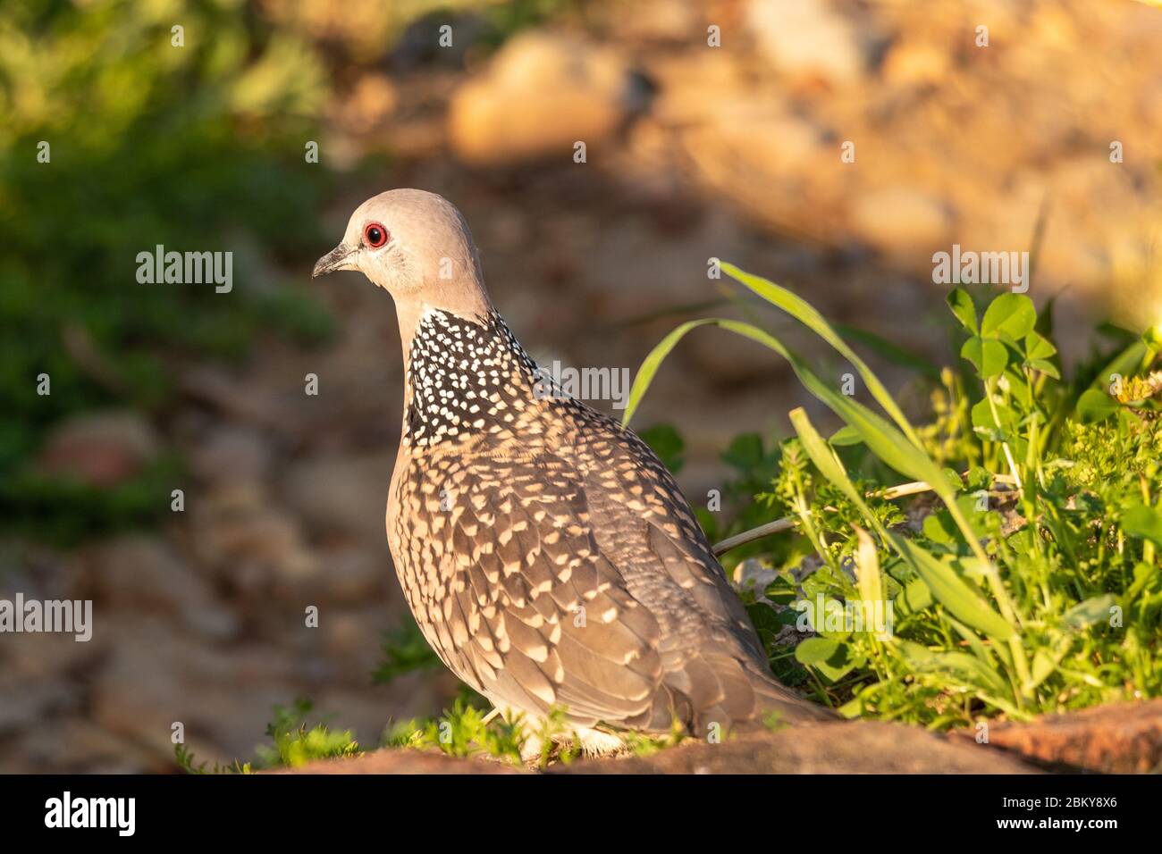 Green spotted dove hi-res stock photography and images - Alamy