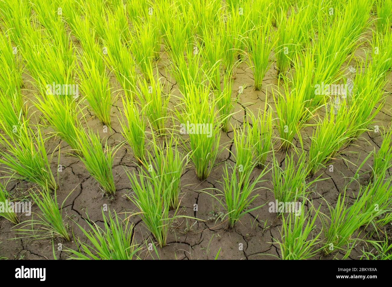 Asian rice plant oryza sativa hi-res stock photography and images - Alamy